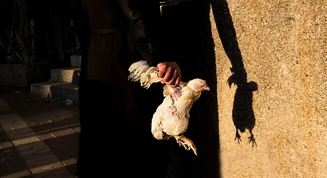 Kapparot - ORNA NAOR | STREET PHOTOGRAPHY